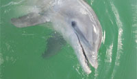 Fort Myers Princess, Dolphin Boat Tours, Sunset Cruises, Sightseeing ...